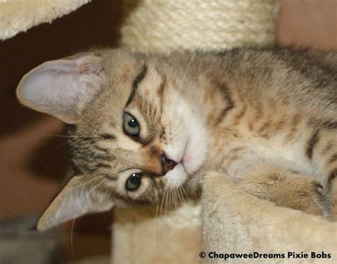 Adorable Pixie Bob Kitten