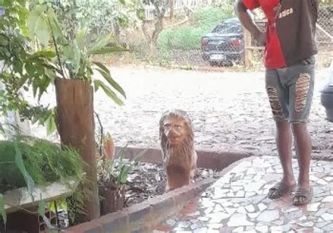 Capturan A Delincuente Intentando Robar Una Estatua De León En Wanda