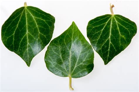 Edera Sulla Vite Immagine Stock Immagine Di Pianta Oggetti 60260749