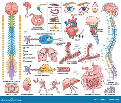 Brain And Spinal Cord Anatomy Cross Section Brain Lobes 3d Render Royalty Free Illustration