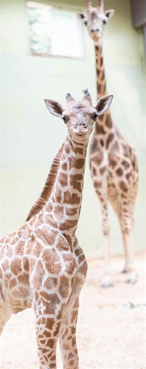 세계 기린의 날 맞아 에버랜드 새끼 기린 마루 공개 아주경제