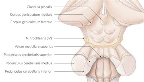 N Trochlearis Karteikarten Quizlet