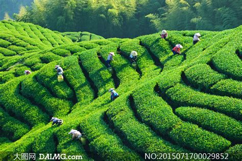 正在茶园采茶的茶农摄影图片 大图网图片素材