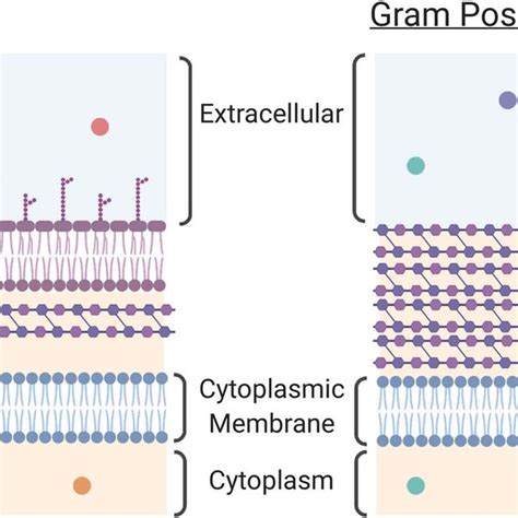 Protein Subcellular Localizations Visualization Of All Possible