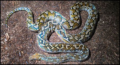 Reticulated Pythons The Science And Physiology Explained