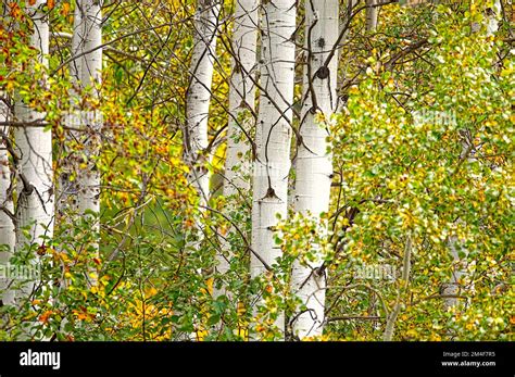 Quaking Aspen Trees In The Fall Populus Tremuloides Merritt Region