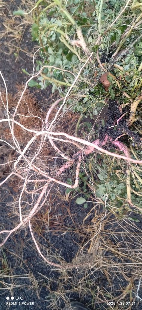 Root Development Using Biochar In Addition To Its Role As A Carbon Co Root Development Using Biochar In Addition To Its Role As A Carbon Co