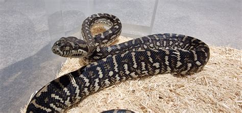 Bredls Pythons Reptile Forums