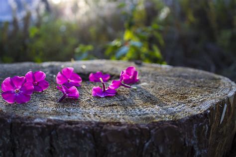 정밀한 섬세 한 스 칼 렛 꽃 떨어진 고 오래 된 그 루터 기에 있다 태양 빛의 광선이을 공휴일에 대한 스톡 사진 및 기타 이미지 Istock