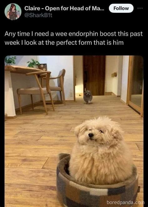 “doggo Memes” 89 Wholesome And Funny Posts For Those Who Need A Better