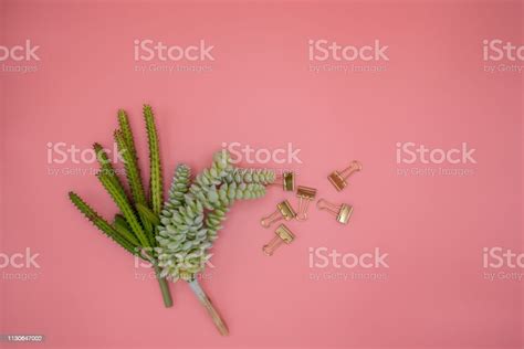 골드 미러 종이 클립와 장미 분홍색 배경에 있는 인공 식물의 조성 개념 광고 프레임 배경 제품에 대 한 공간을 빈 강철에 대한 스톡 사진 및 기타 이미지 Istock