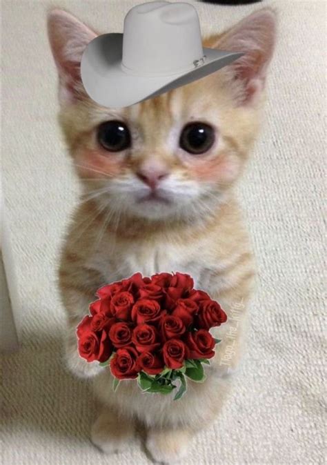 Pin By Meow On Widgetsss Cat Memes Cute Cat Funny Cats