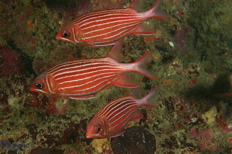 Holocentridae OceanTag 學習網