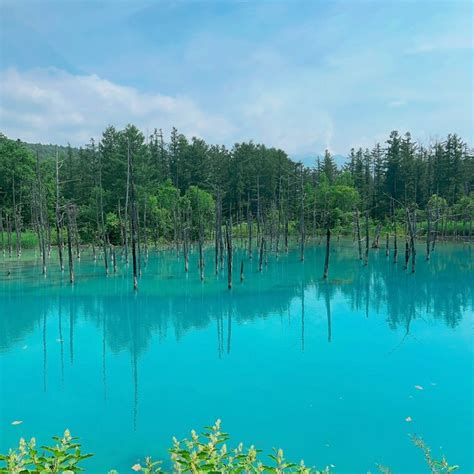 삿포로 비에이후라노 투어 1명부터 출발 후라노 비에이 여름 1일 버스 투어 후라노 메론 제공 마이리얼트립
