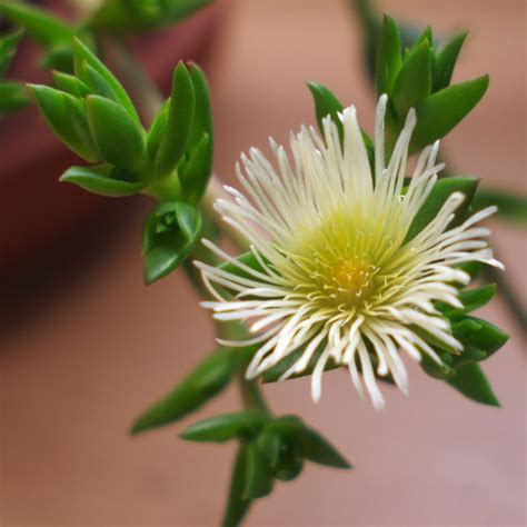 Sceletium Tortuosum Enhance Mood And Relaxation With Kanna Shaman Australis Botanicals