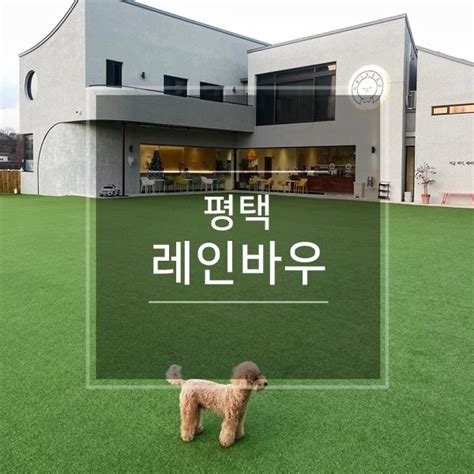 평택 애견카페 레인바우 넓은 애견운동장 놀거리가 있는 강아지 반려견 동반 여행 가볼만한곳 네이버 블로그