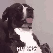 Huh Dog Meme Huh Dog Huh Discover And Share S