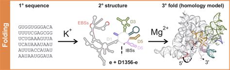 Folding Of The Sc Ai G Group Iib Intron In The Presence Of Metal Ions