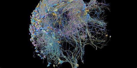 구글이 공개한 ‘고해상도 초파리 뇌 연결지도 테크레시피