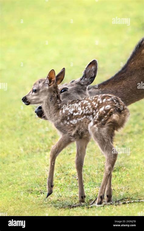 A Cropped Close Up Of A Fallow Deer Doe Dama Dama Taking Tenderly