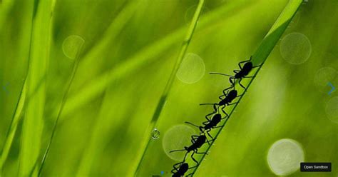 Swiper Examples Codesandbox