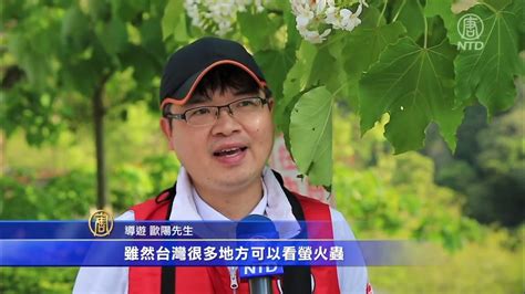 東勢林場螢火蟲季開跑 吸引許多賞螢遊客 Youtube