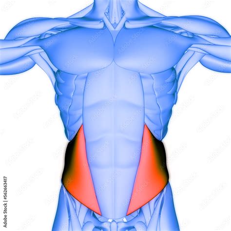 Human Muscular System Torso Muscles Internal Oblique Muscles Anatomy