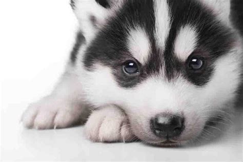 Husky Puppies Wallpapers Top Free Husky Puppies Backgrounds