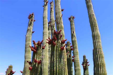 How To Grow And Care For Organ Pipe Cactus Gardeners Path