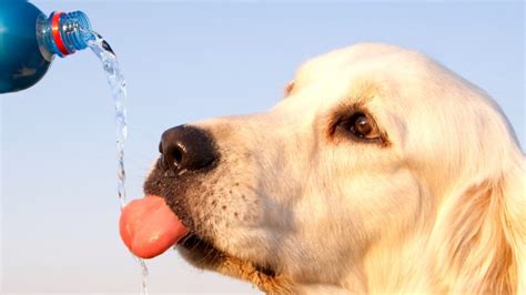 獣医師監修犬の肥満細胞腫皮膚にできものができたら要注意初期末期症状進行速度余命最新の治療法チジラノールチグレートについて獣医師が詳しく解説