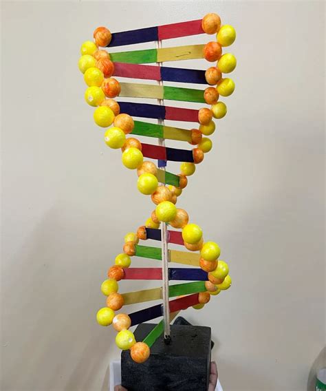Double Dna Helix Bond🧬💕 Dna Model Dna Model Project Dna Model
