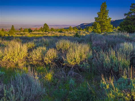 Sagebrush