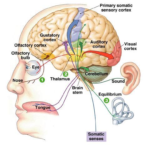 Sensory System Sensory System Somatic Senses Physiology