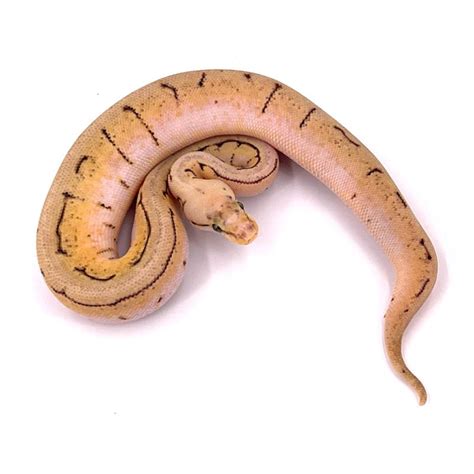 Python Regius Spinner Blast Python Royal Reptilis