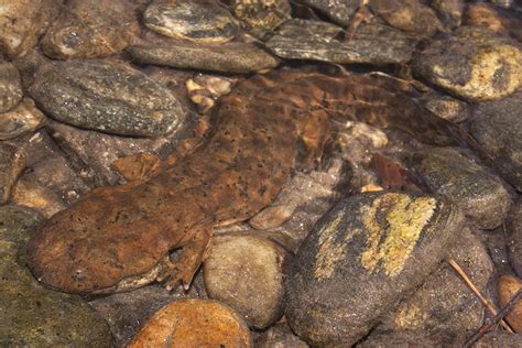 Eastern Hellbender Conservation The Laurel Of Asheville