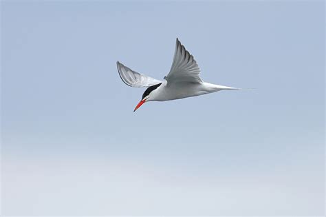 Common Tern Seabird Bird Free Photo On Pixabay Pixabay