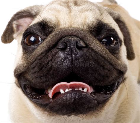 Pug S Face Stock Image Image Of Macro Mops Carlin 14213225