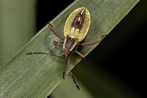 Premium Photo Leaffooted Bug Nymph
