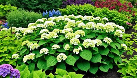 Why Is My Hydrangea Tree Not Blooming