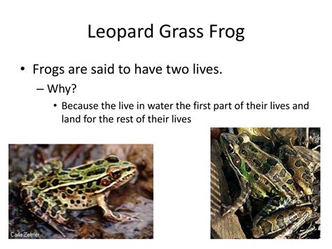 Ppt Frog Dissection Learn Anatomy With Tools And Terminology