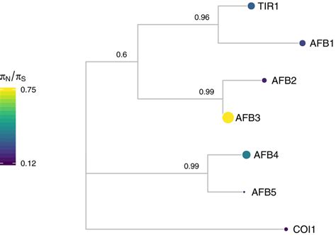 Auxin‐signaling F‐box Protein Sequence Tree Mapped With πnπs Protein