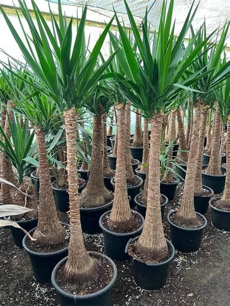 مغناطيس يدوم طويلاً بأداء لا يُضاهى 🧲 مغناطيس عالي القوة