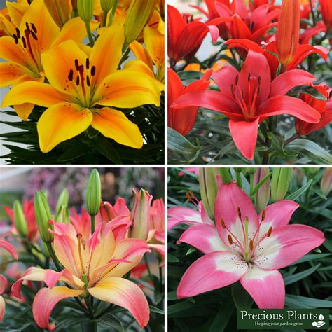Lily Joy Mixed Collection 50 Bulbs Costco Uk