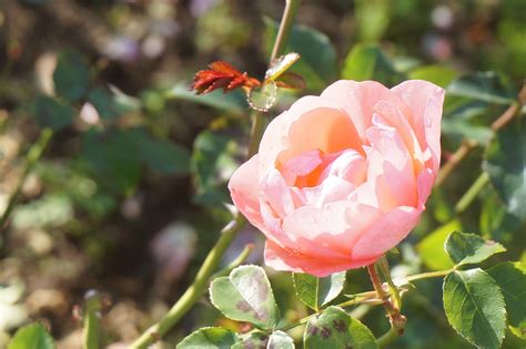 장미 꽃 Pixabay의 무료 사진