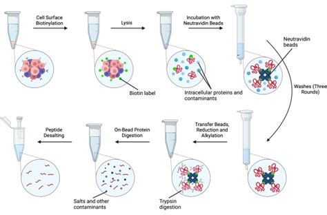 cell surface capture workflow for label free quantification of the
