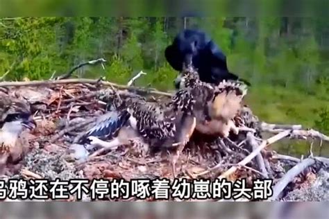 乌鸦攻击小鸟幼崽，几只幼崽活活被捉死乌鸦小鸟攻击