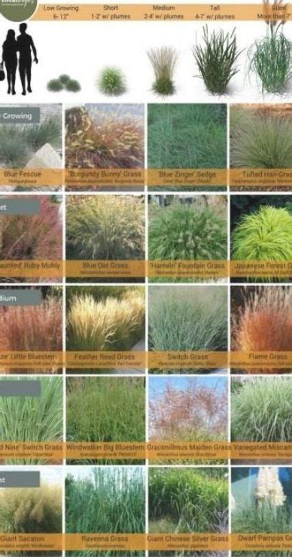 Great Combinations With Ornamental Grasses Artofit