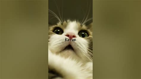 этот котик тебе Youtube