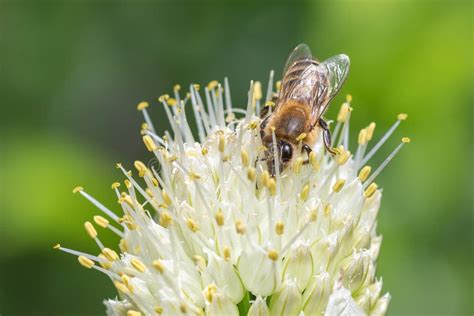 Bee Or Honeybee European Honey Bee Collecting Bee Pollen Bee
