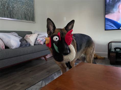 How To Clear Speed Monitoring Chip In Car Location And Reset Help